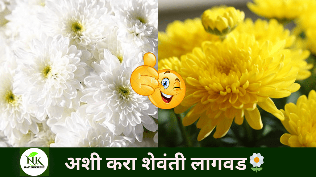 shevanti lagwad in marathi | Naturekrushi