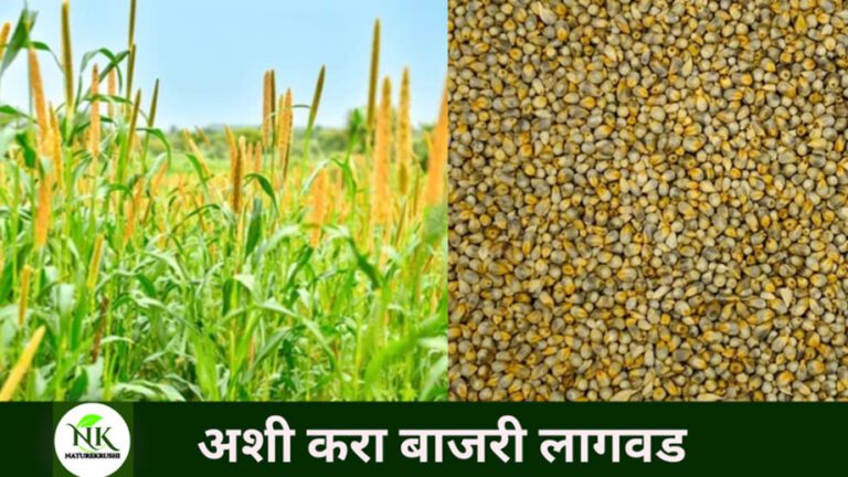 Bajri lagvad in Marathi | Naturekrushi